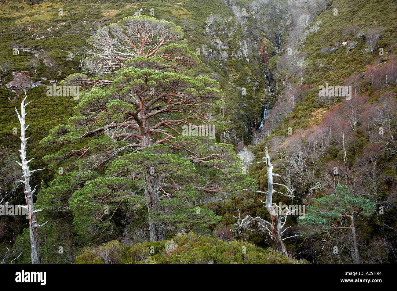 Dead scots pines hi-res stock photography and images - Alamy