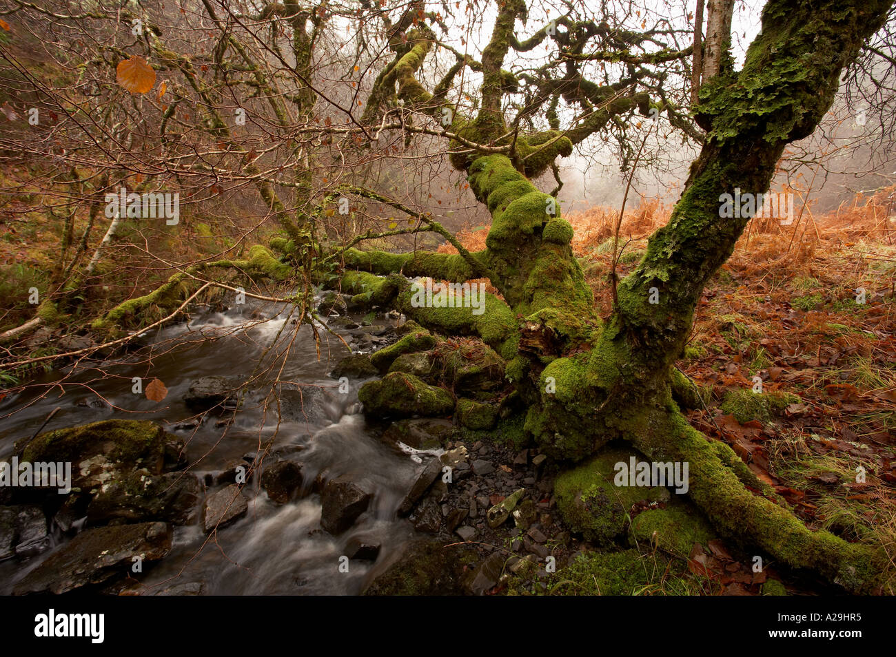 Moss festooned hazel growing in old woodland Stock Photo - Alamy