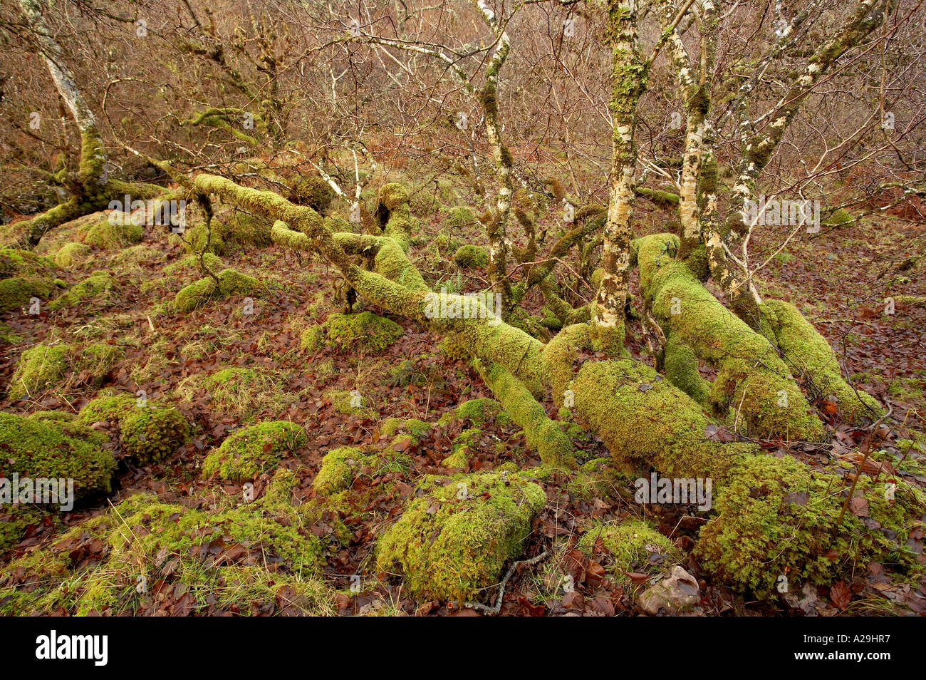 Moss covered hazel boughs in old woodland Stock Photo - Alamy