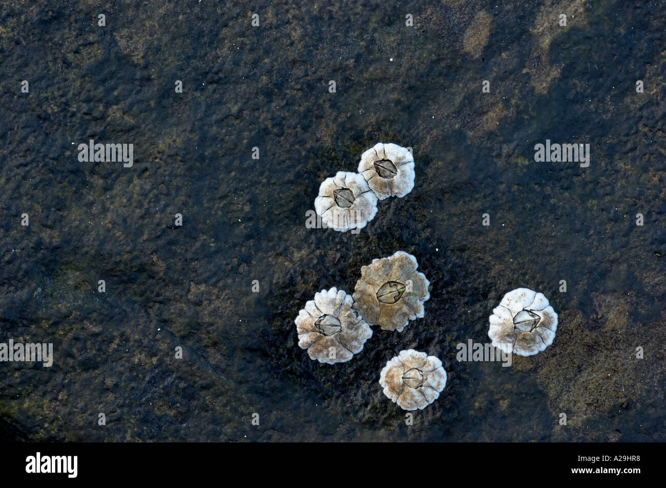 Balanus balanoides hi-res stock photography and images - Alamy