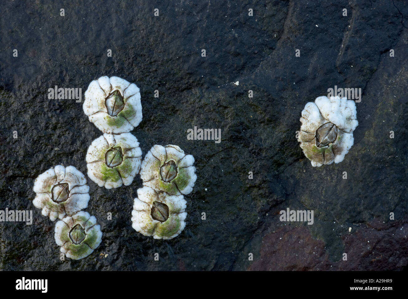 Balanus balanoides hi-res stock photography and images - Alamy