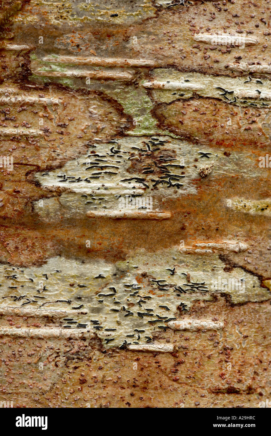 Graphis scripta hi-res stock photography and images - Alamy