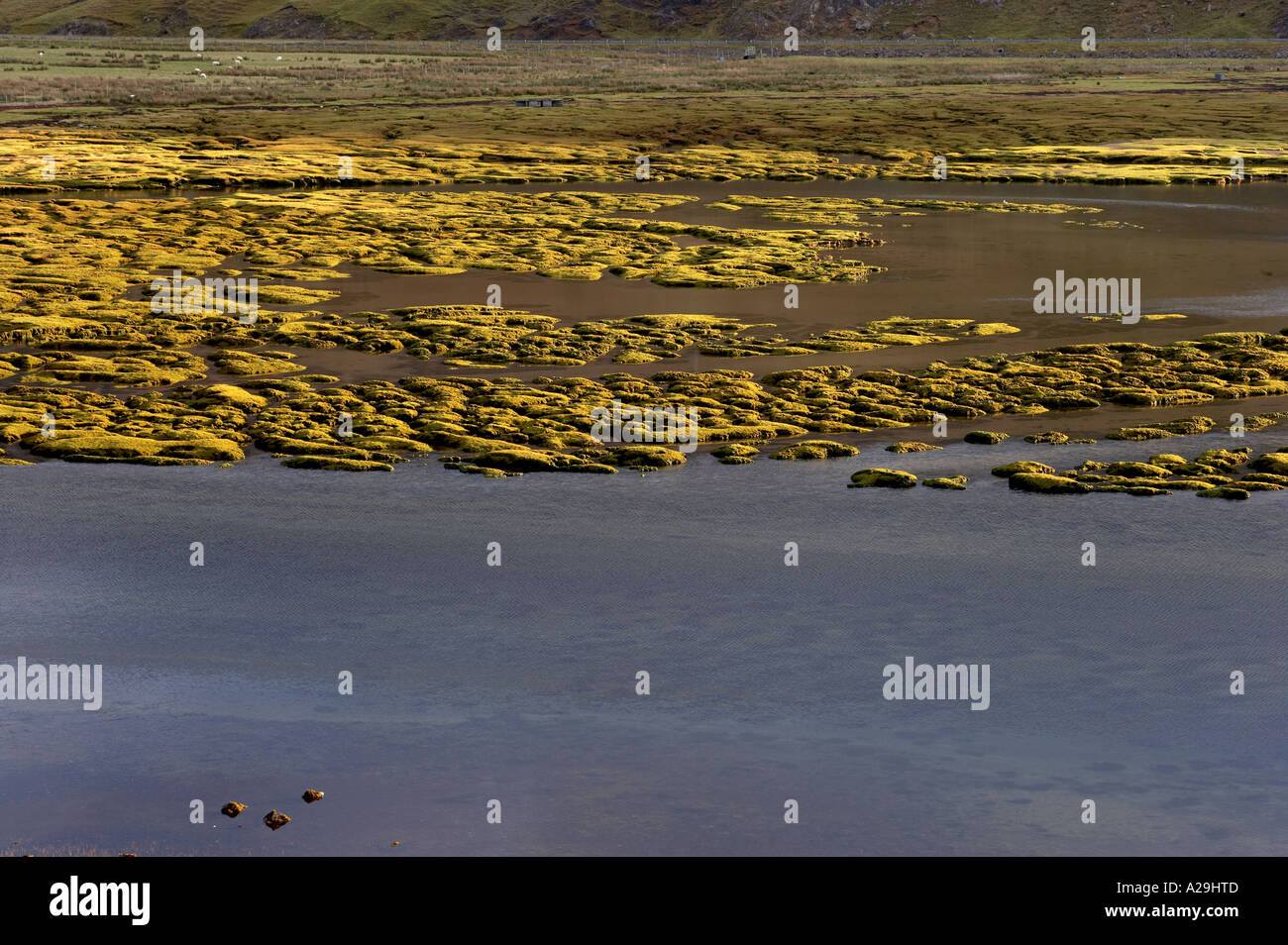 Salt marsh during high tide Stock Photo - Alamy