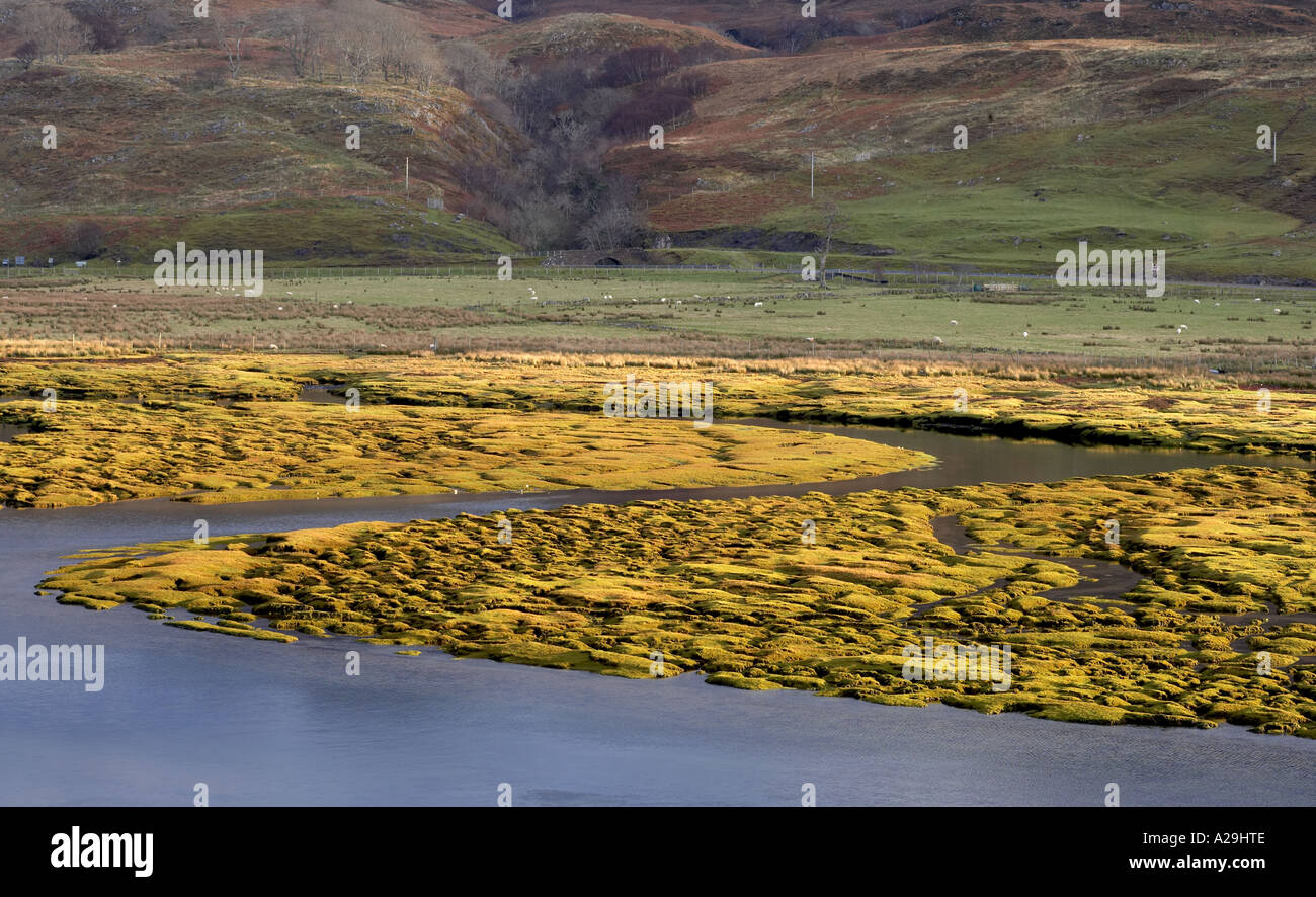 Salt marsh during high tide Stock Photo - Alamy