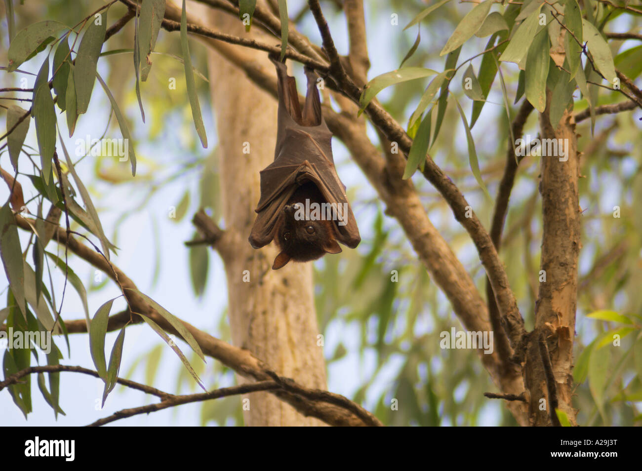 Flying Fox Hanging From Tree High Resolution Stock Photography and ...