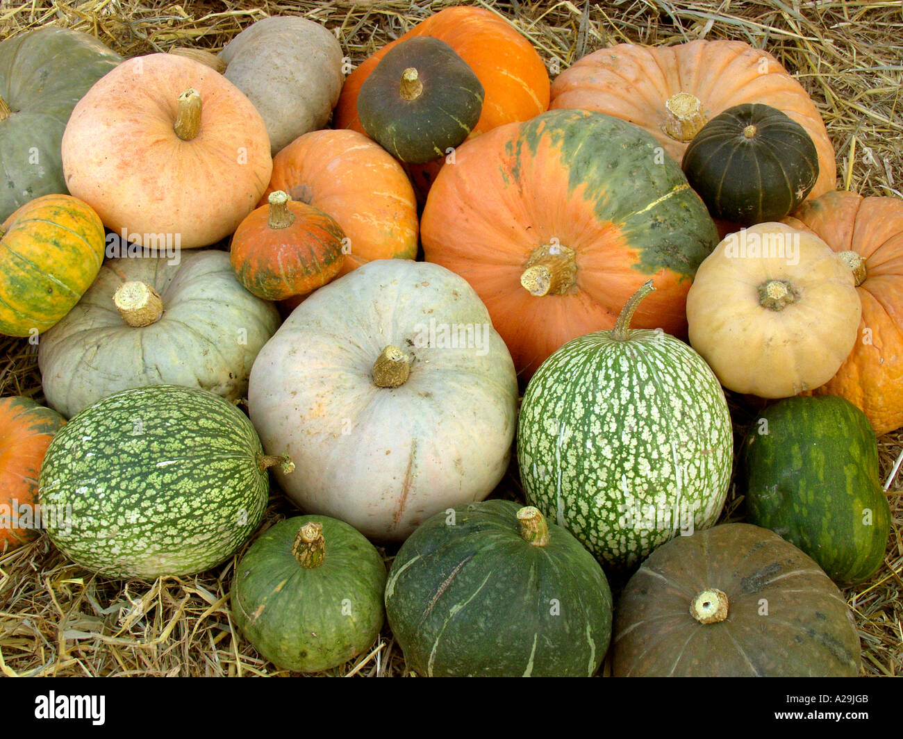 Mixed colour pumpkins hi-res stock photography and images - Alamy