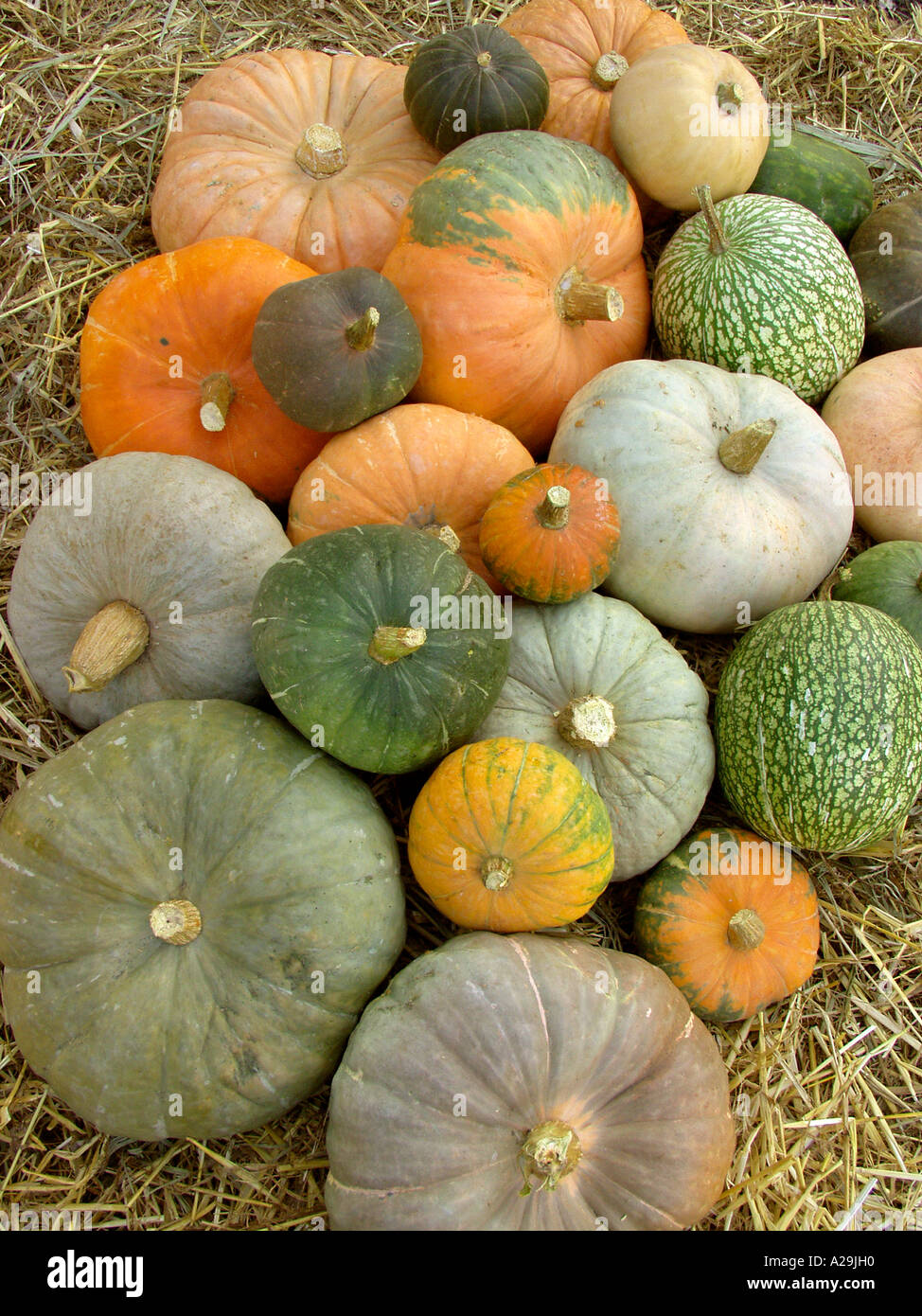 Mixed colour pumpkins hi-res stock photography and images - Alamy