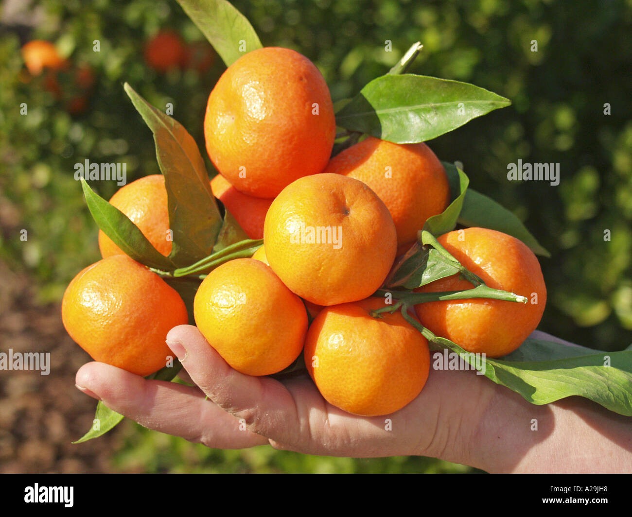 Fruit harvesters hi-res stock photography and images - Alamy