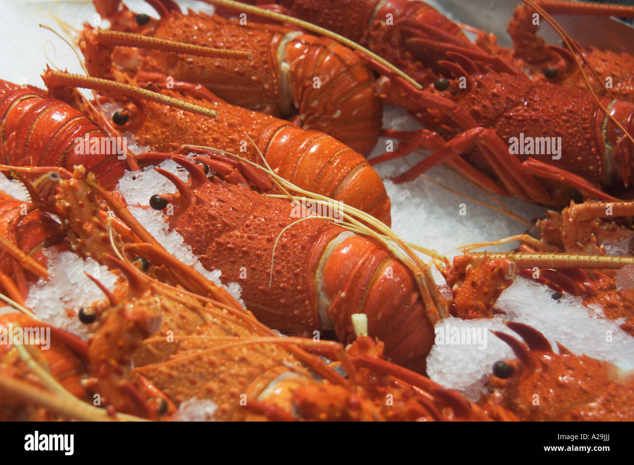 Crayfish on sale Sydney fish market Stock Photo - Alamy