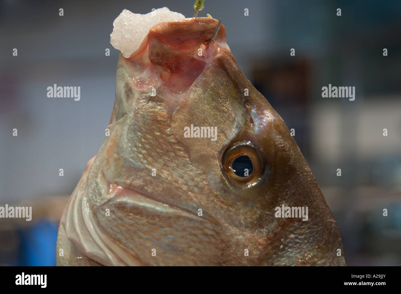 Head of a fish on sale Sydney fish market Stock Photo - Alamy