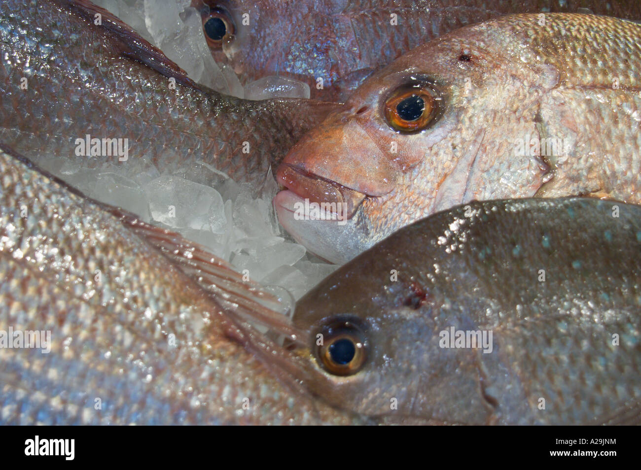 Snapper fish australia hi-res stock photography and images - Alamy