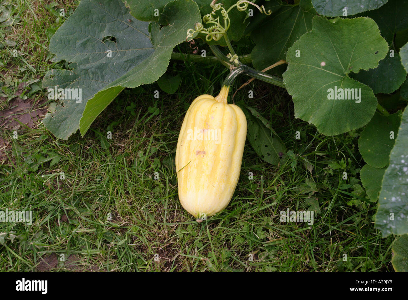 England squash hi-res stock photography and images - Alamy