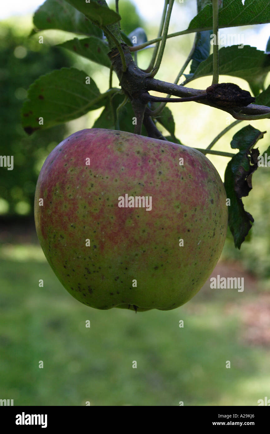 Growing vegtables hi-res stock photography and images - Alamy