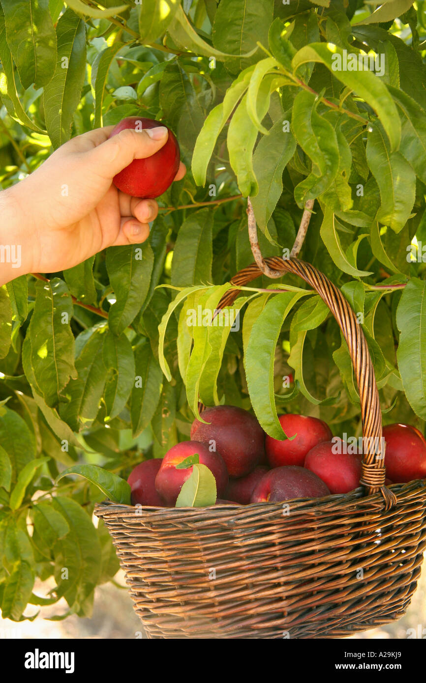 Nectarines fruit tree orchard hi-res stock photography and images - Alamy