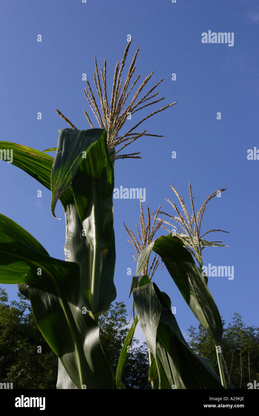 Corn plant or maize , Hampshire England Stock Photo - Alamy
