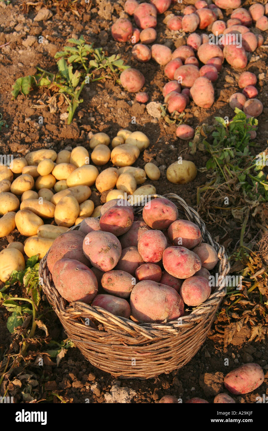 Potato harvesters hi-res stock photography and images - Alamy