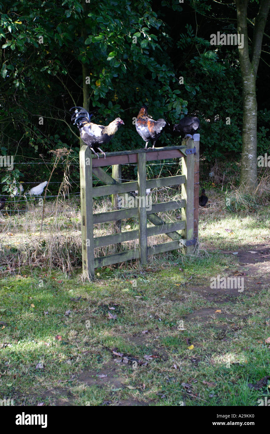 Sitting on farm gate hi-res stock photography and images - Alamy
