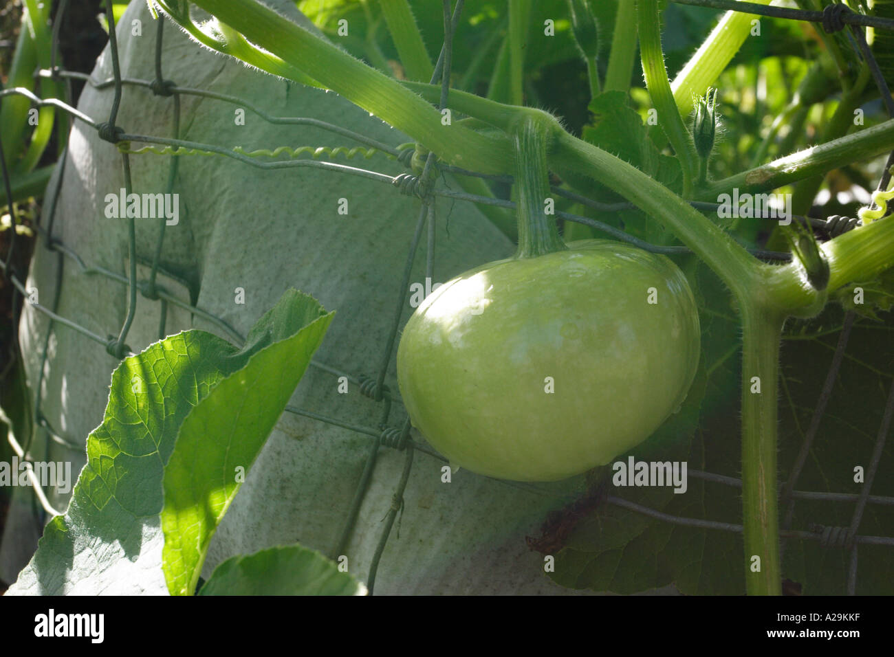 England squash hi-res stock photography and images - Alamy