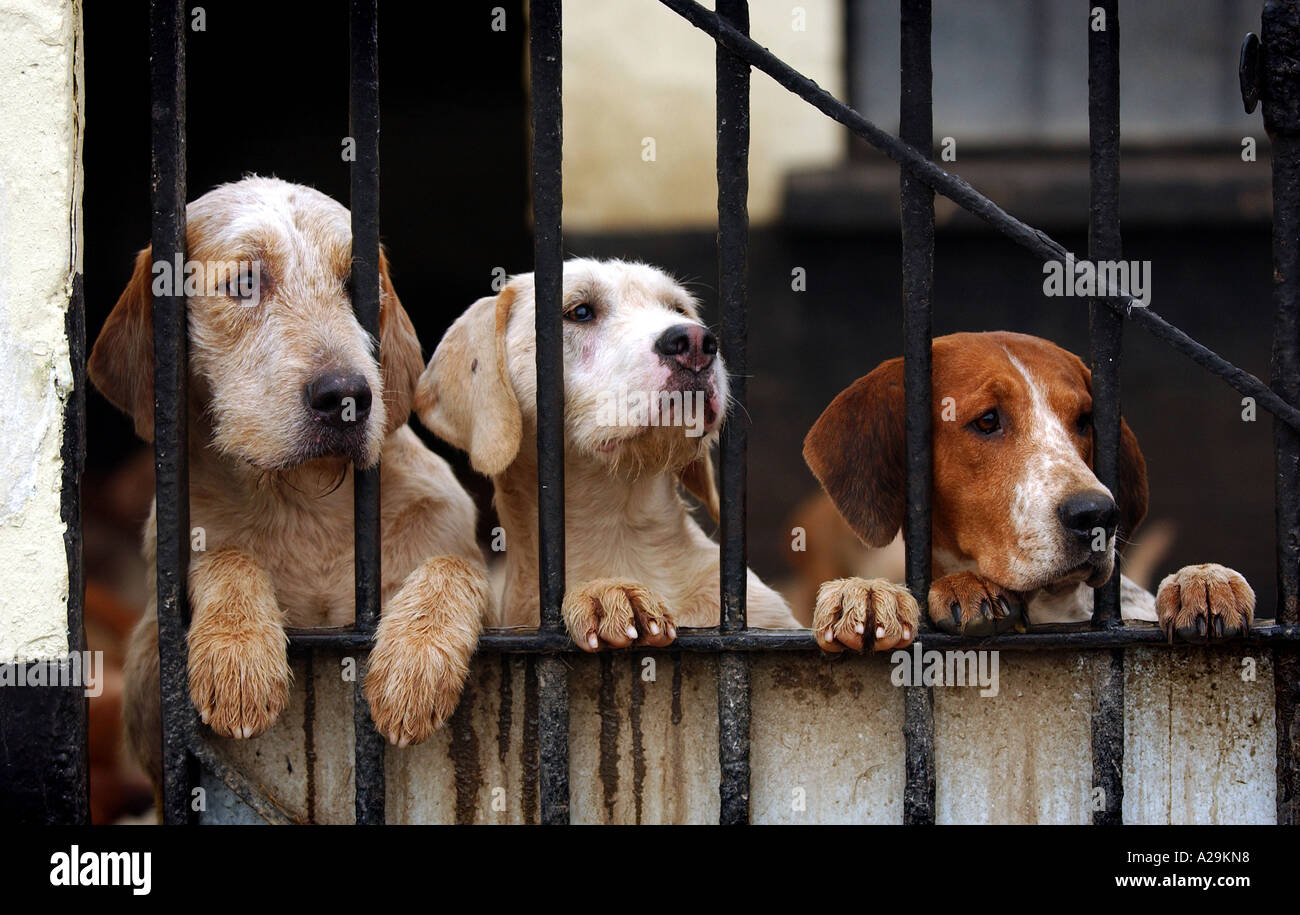 Hunting hounds hi-res stock photography and images - Alamy