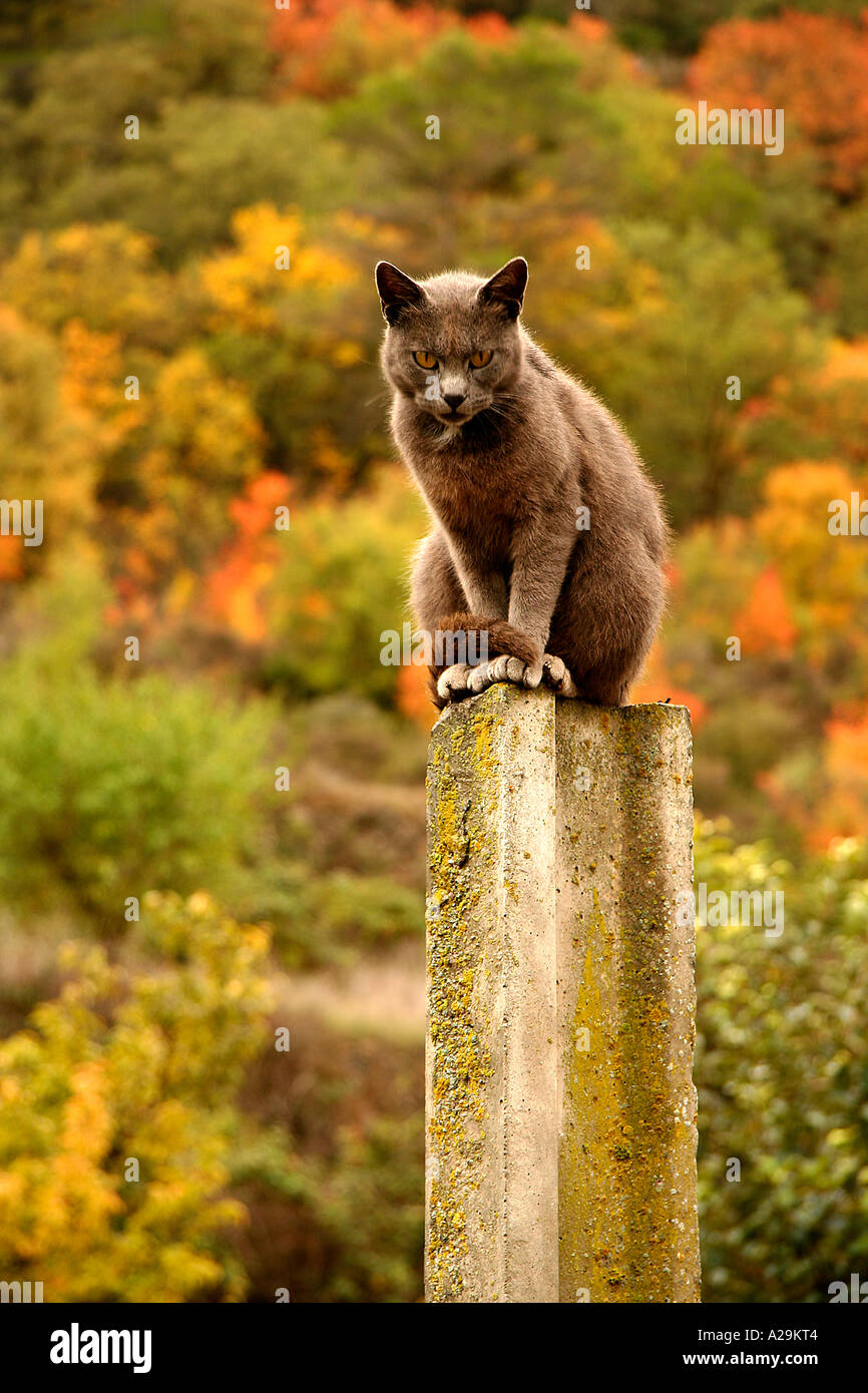 Russian Forest Cat High Resolution Stock Photography and Images - Alamy