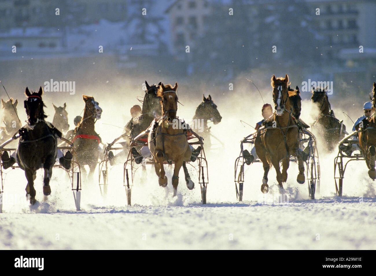 A group of horses racing on the snow during a trotting race in St ...