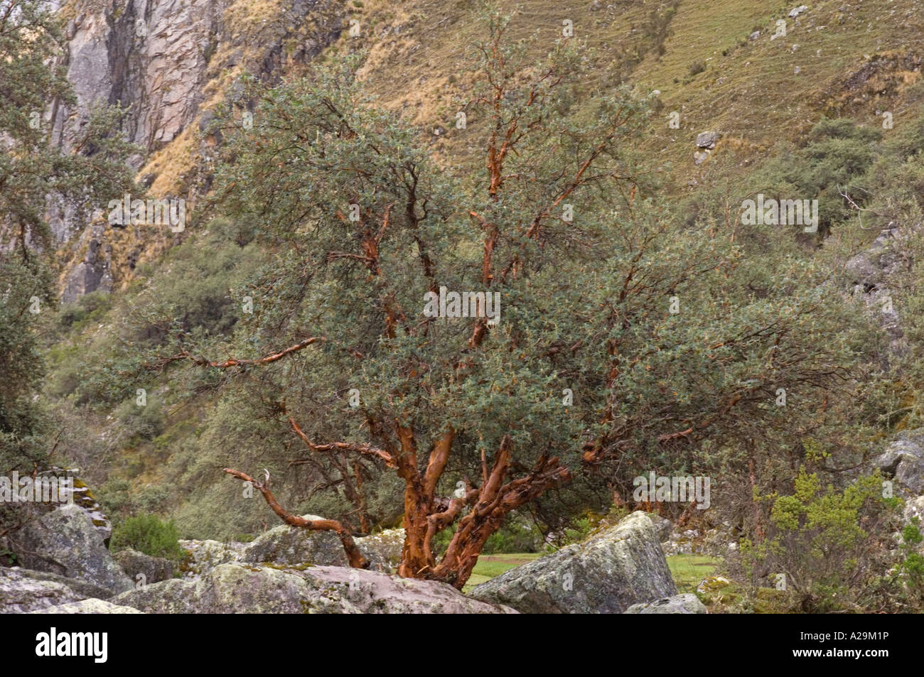 A Polylepis tree at an altitude of 4100 meters while on the "community ...