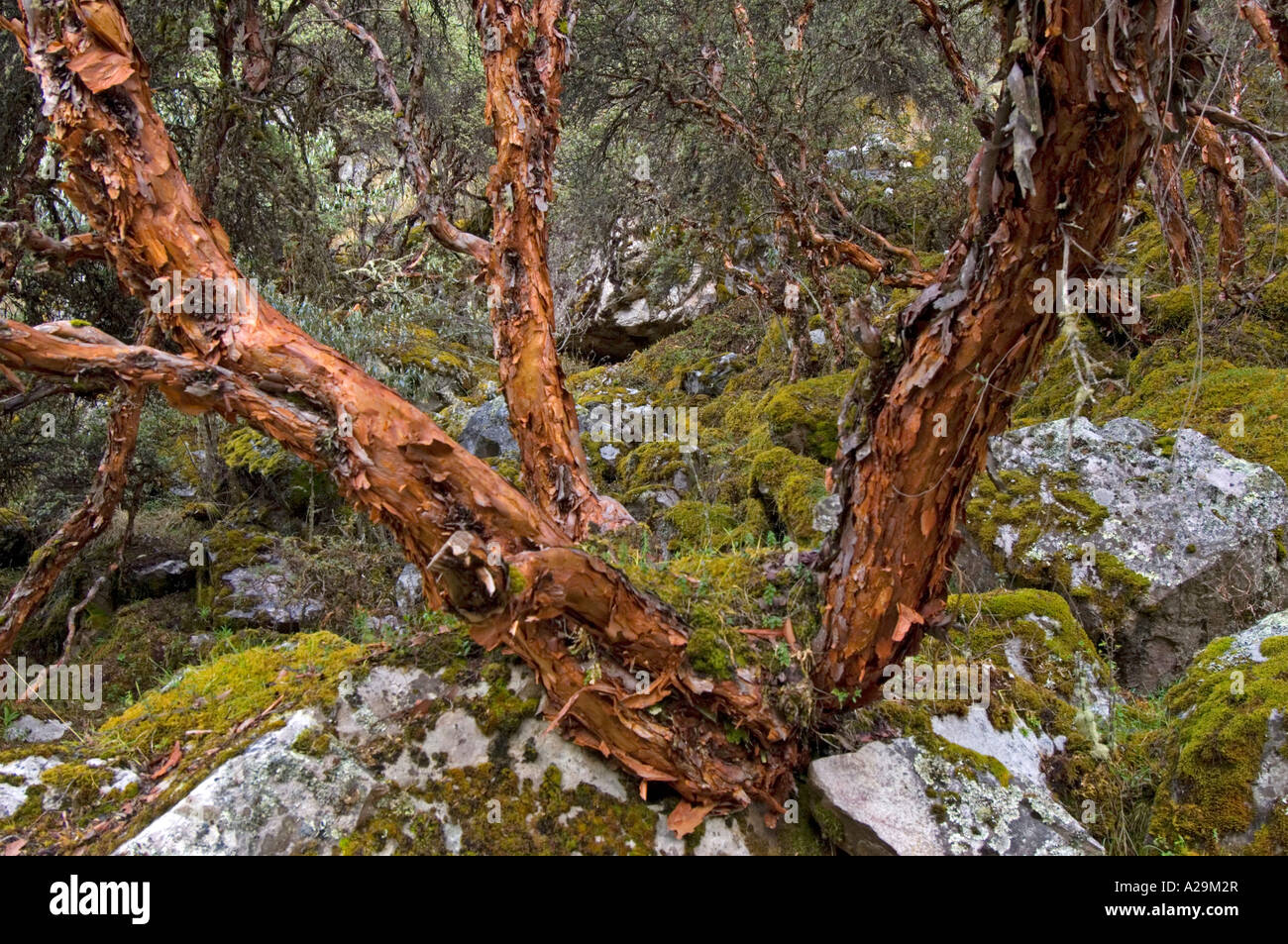 The base of a Polylepis tree at an altitude of 4100 meters while on the ...