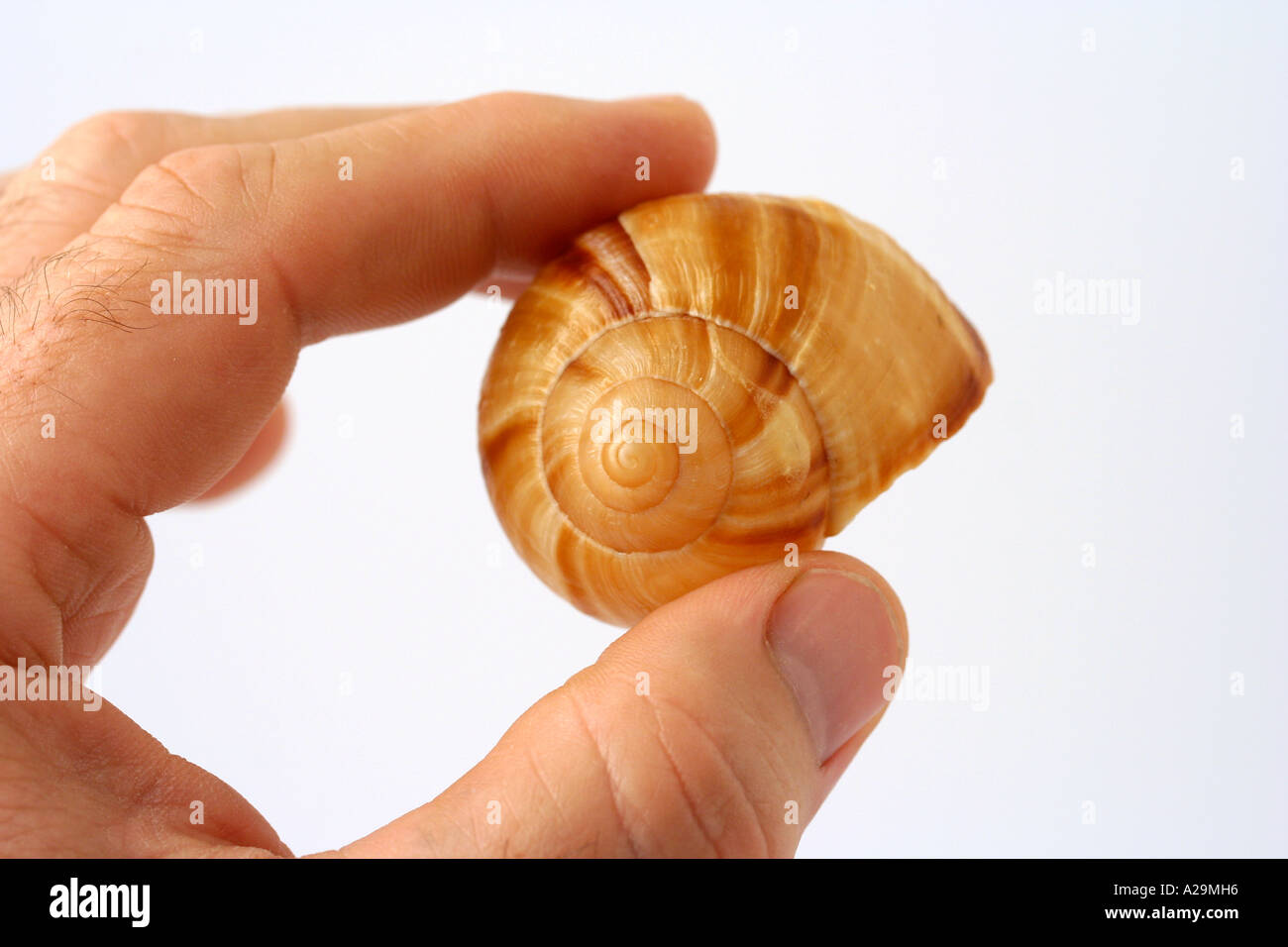 Golden ratio snail hi-res stock photography and images - Alamy