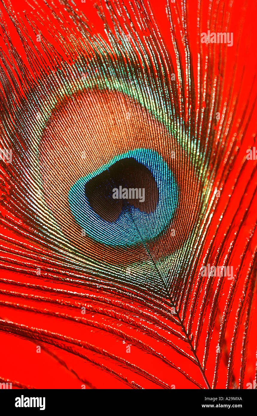 Peacock shape hi-res stock photography and images - Alamy