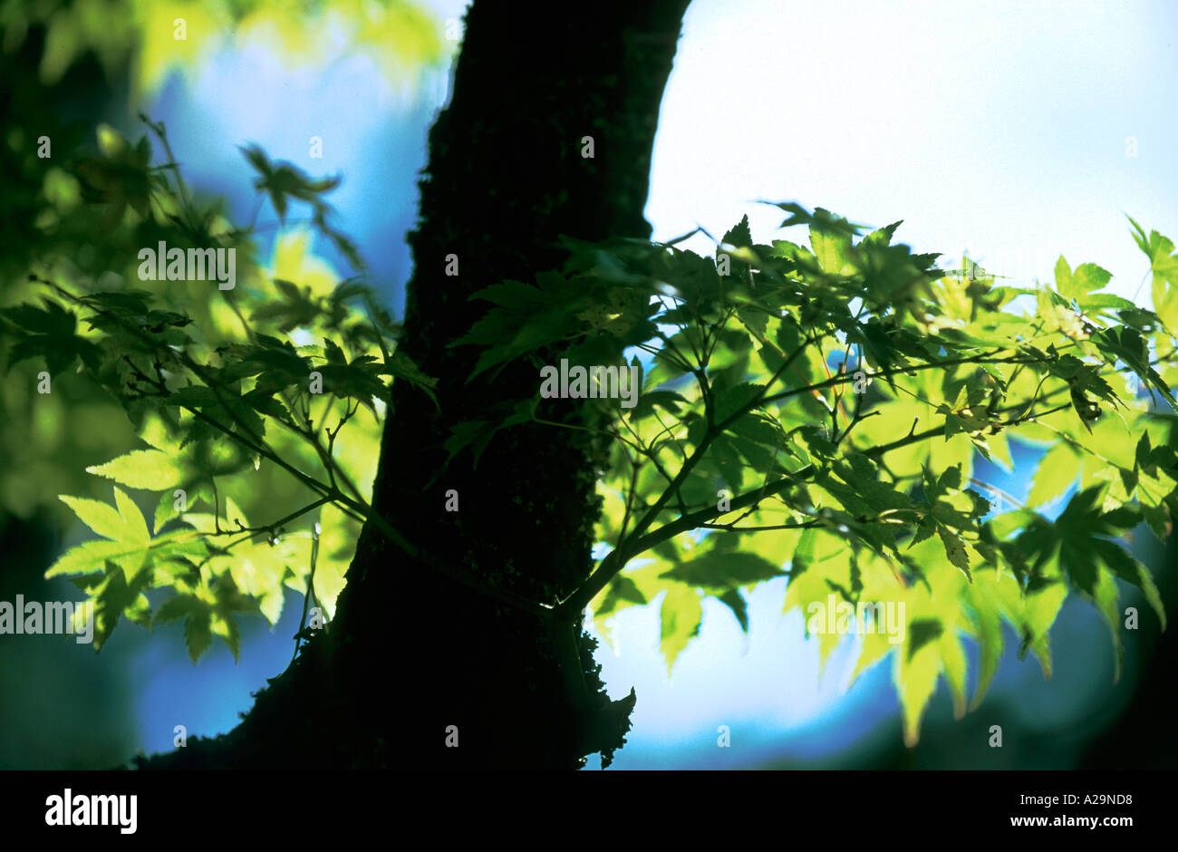 Trees shimmer in Spring light Stock Photo - Alamy
