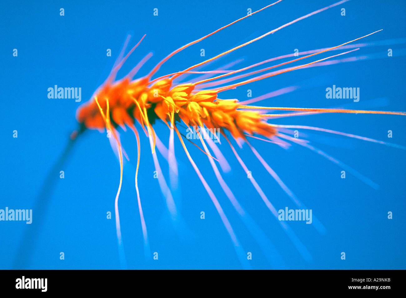 One wheat spike grains hi-res stock photography and images - Alamy