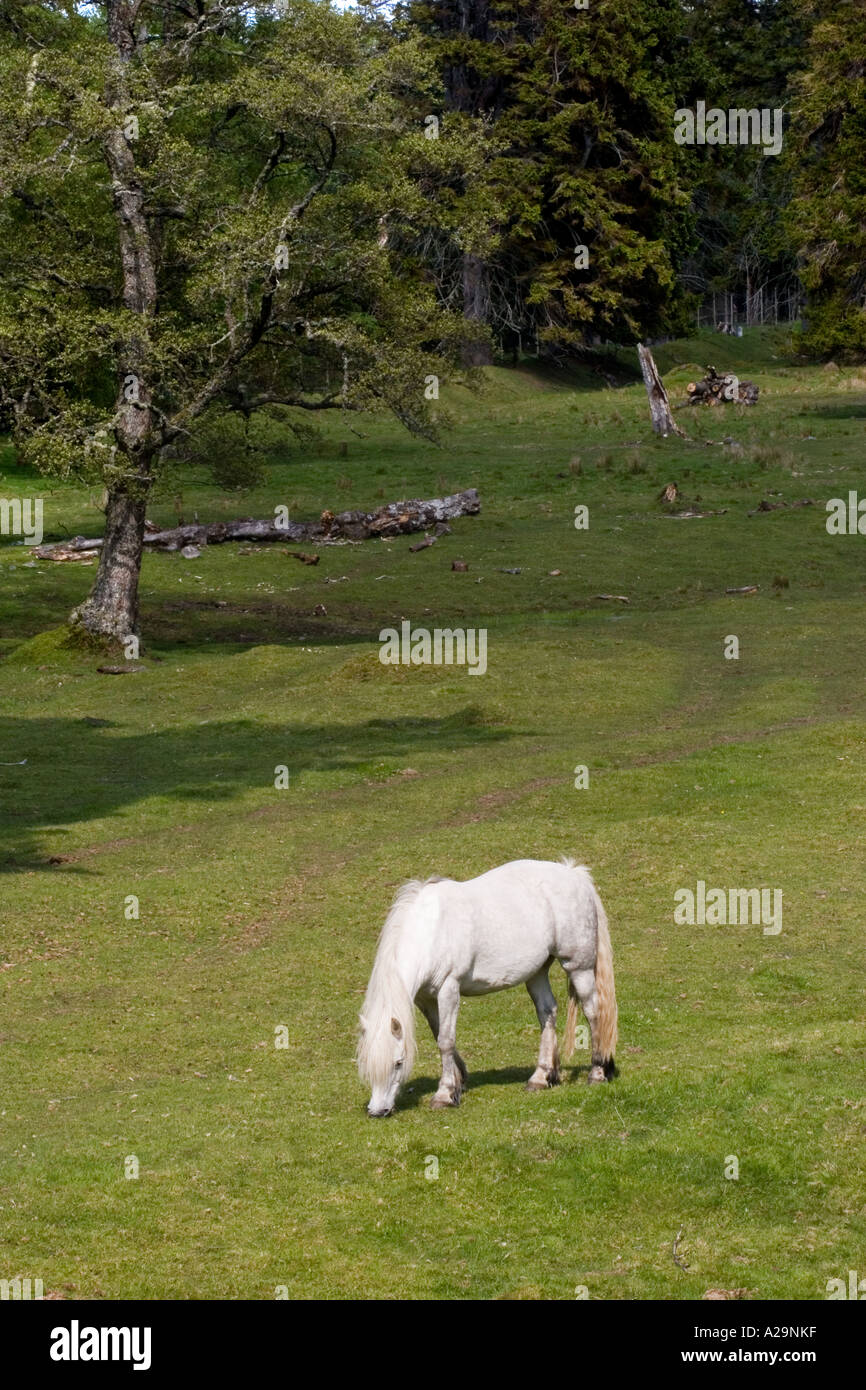 Crofters ponies hi-res stock photography and images - Alamy