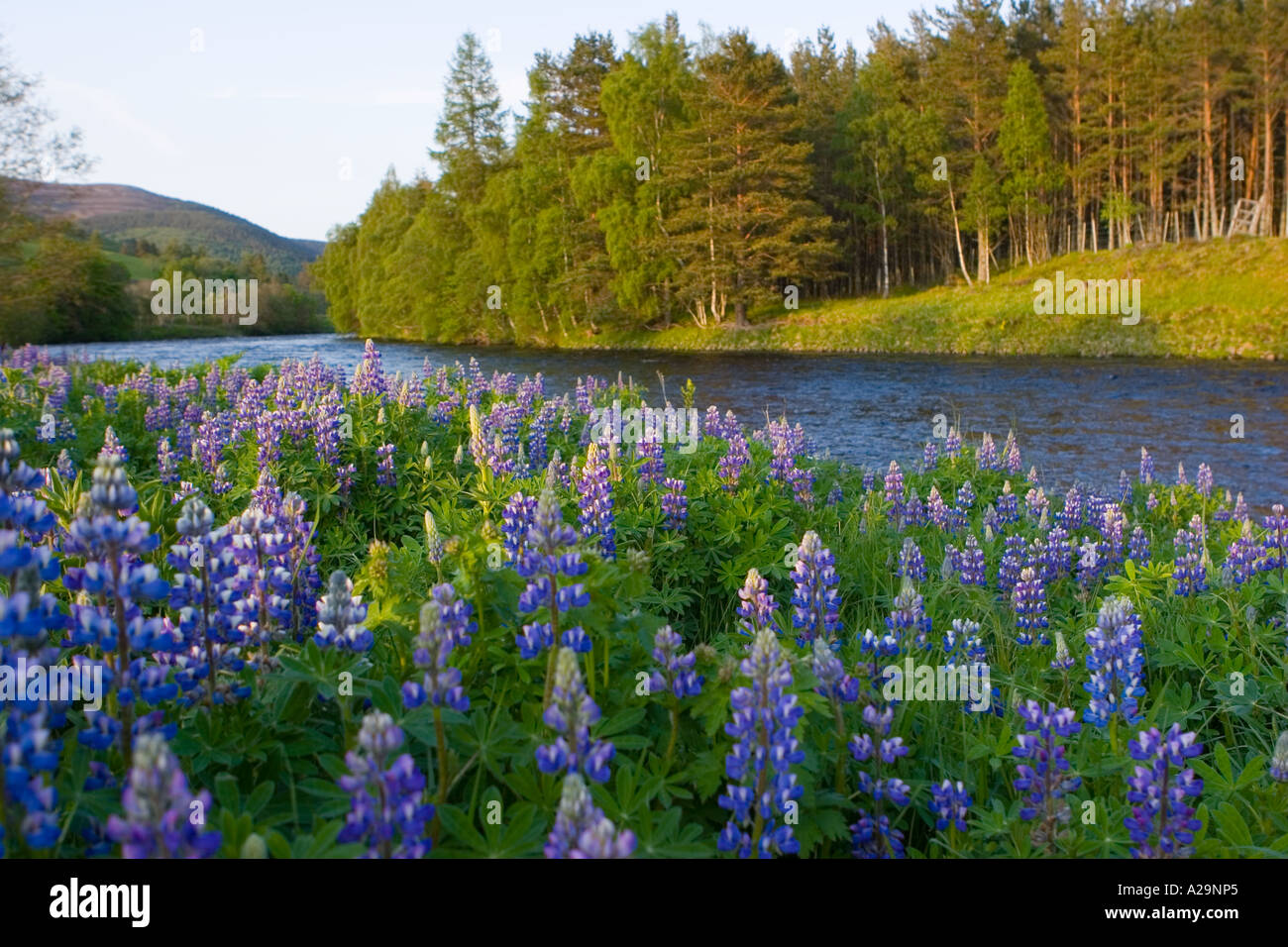 Riverside Scottish Flowers Naturalised wild Lupin, Lupinus polyphyllus ...
