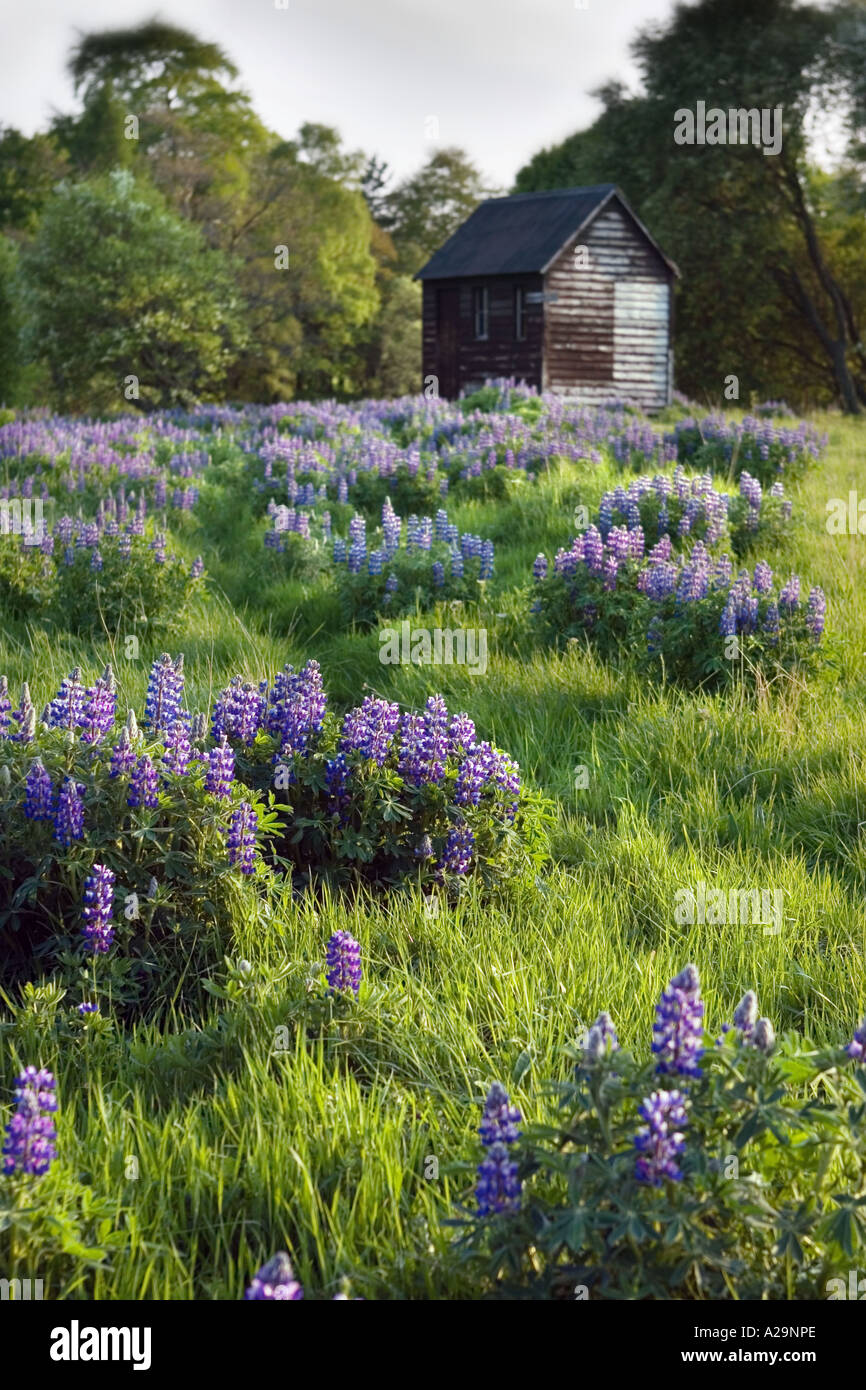 Riverside Scottish Flowers Naturalised wild Lupin, Lupinus polyphyllus ...