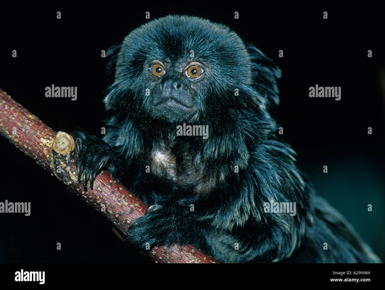 GOELDI MONKEY, (Callimico goeldii) Endangered, native to West Amazon ...