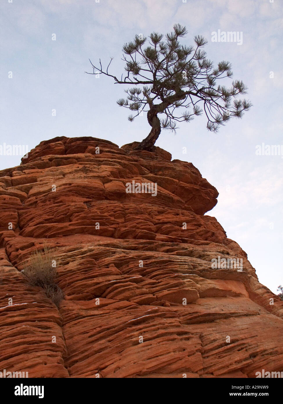 A lone tree survives on the top of a windswept sandstone rock in east ...