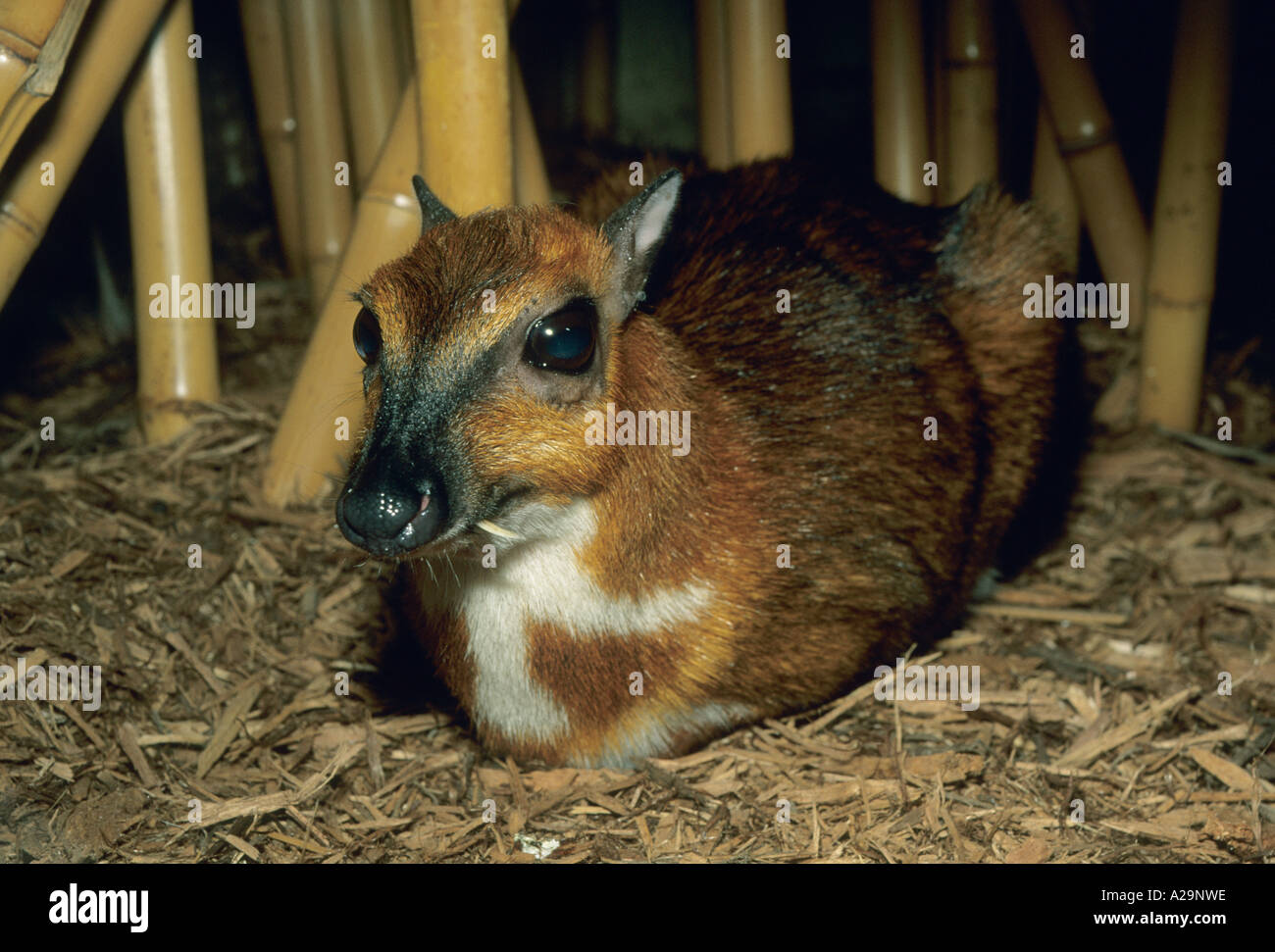 Malaysian Mouse Deer (Tragulus hapu) resting, captive Stock Photo - Alamy