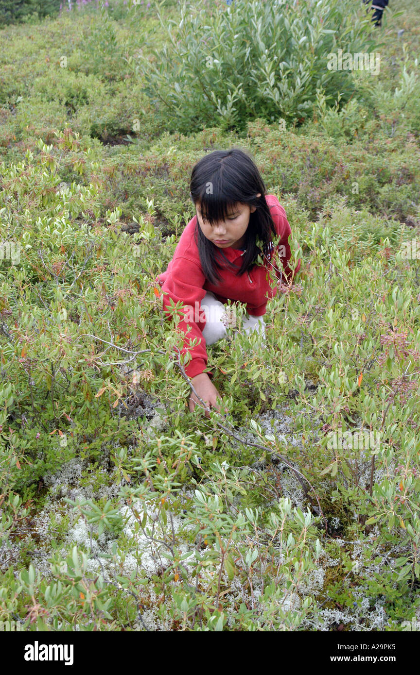 Native Cree girl picking wild berries Northern Quebec next to James Bay ...