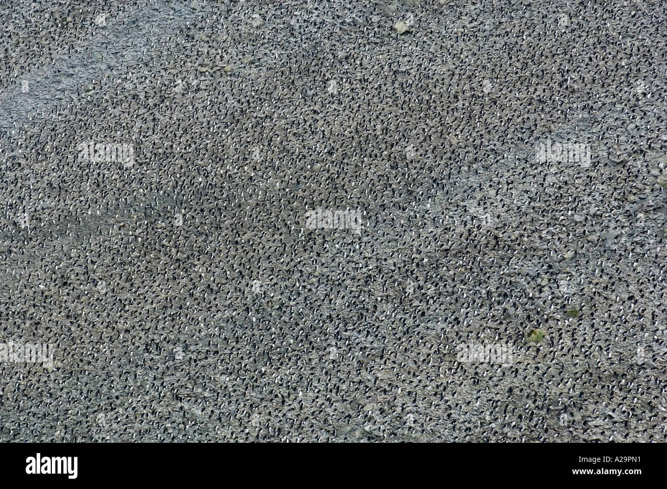 Big mac penguin colony hi-res stock photography and images - Alamy