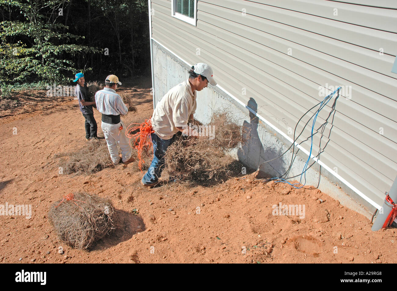 Seeding and mulching new home lawn construction for sale by Latin crews ...