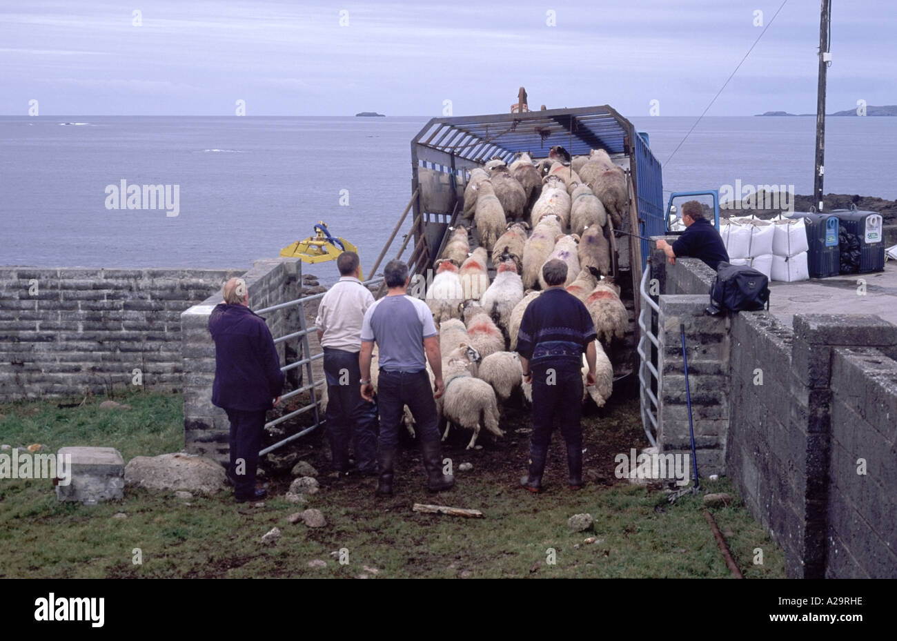 Sheep being loaded onto lorry Mayo Ireland Stock Photo - Alamy