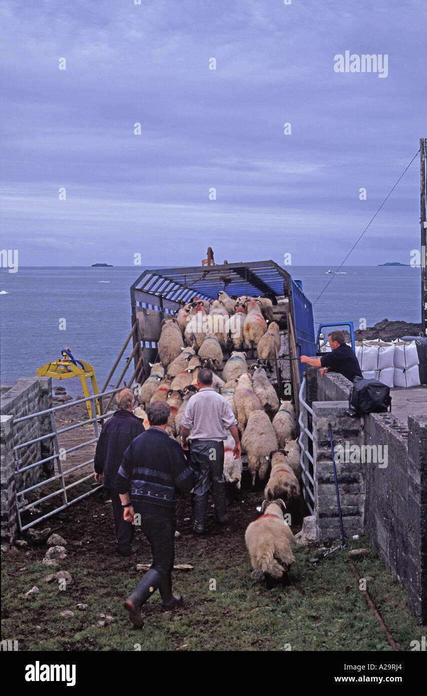Sheep lorry hi-res stock photography and images - Alamy