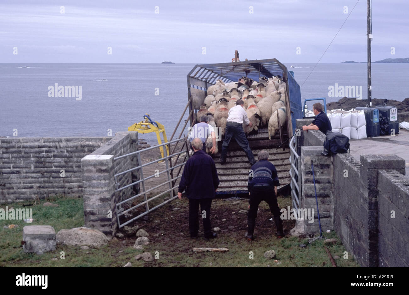 Sheep lorry hi-res stock photography and images - Alamy
