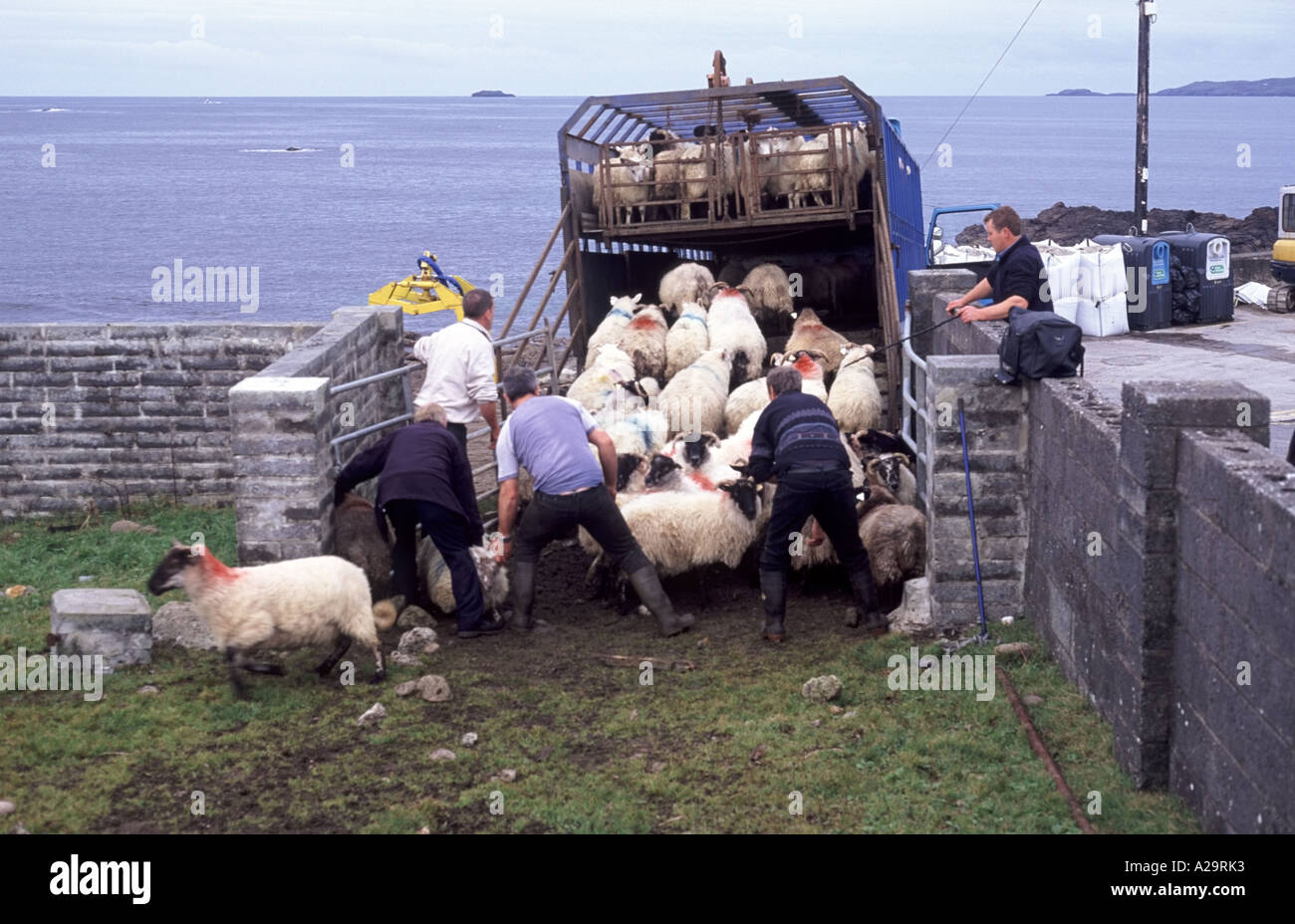 Sheep being loaded onto lorry Mayo Ireland Stock Photo - Alamy