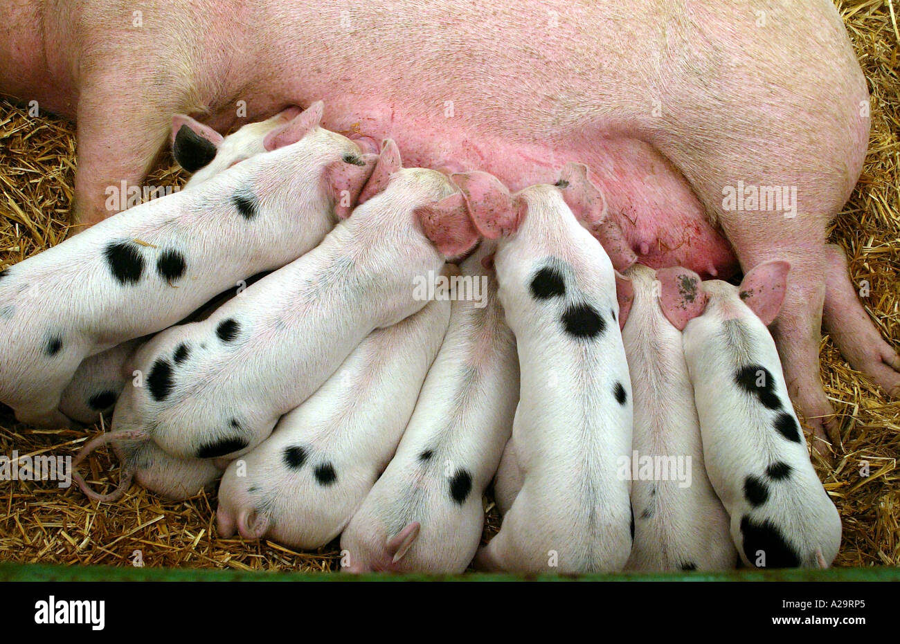 Mother feeding piglets Stock Photo - Alamy