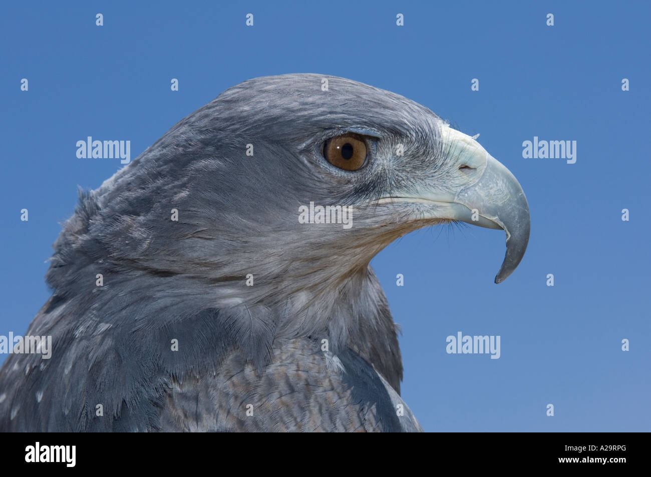 A close up portrait of the head of a grey eagle against a blue sky ...