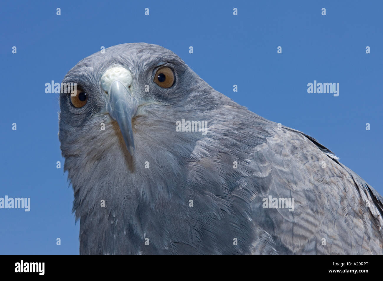 A close up portrait of the head of a grey eagle against a blue sky ...