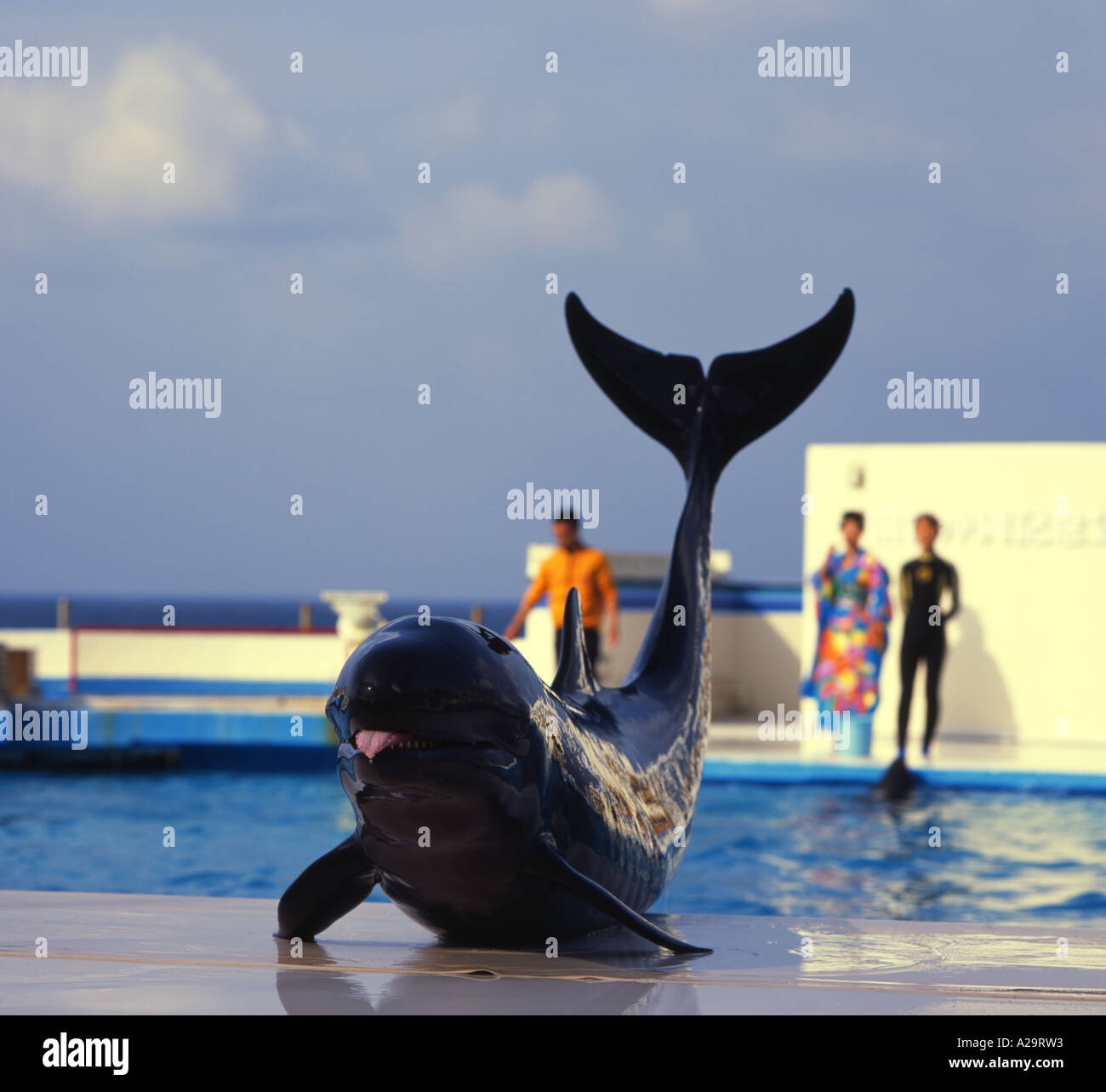 Dolphin Show At Churaumi Aquarium High Resolution Stock Photography and ...