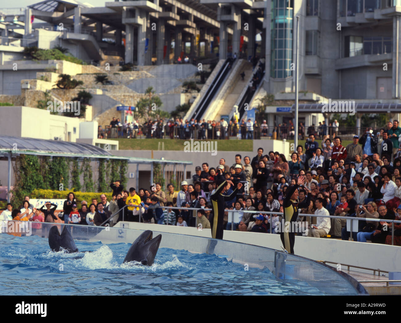 Dolphin show at churaumi aquarium hi-res stock photography and images ...