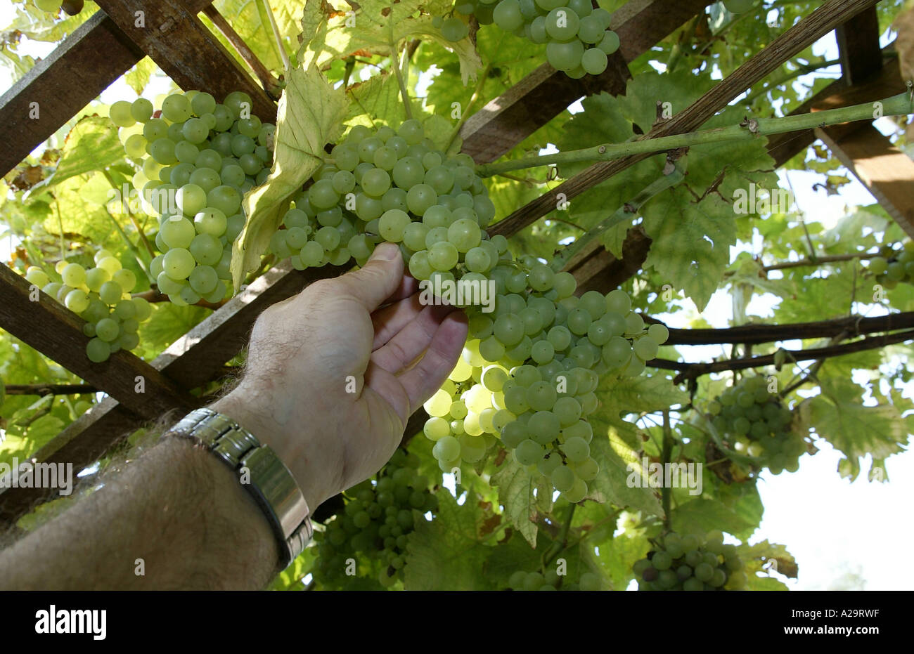 Grape vine overhead trellis hi-res stock photography and images - Alamy